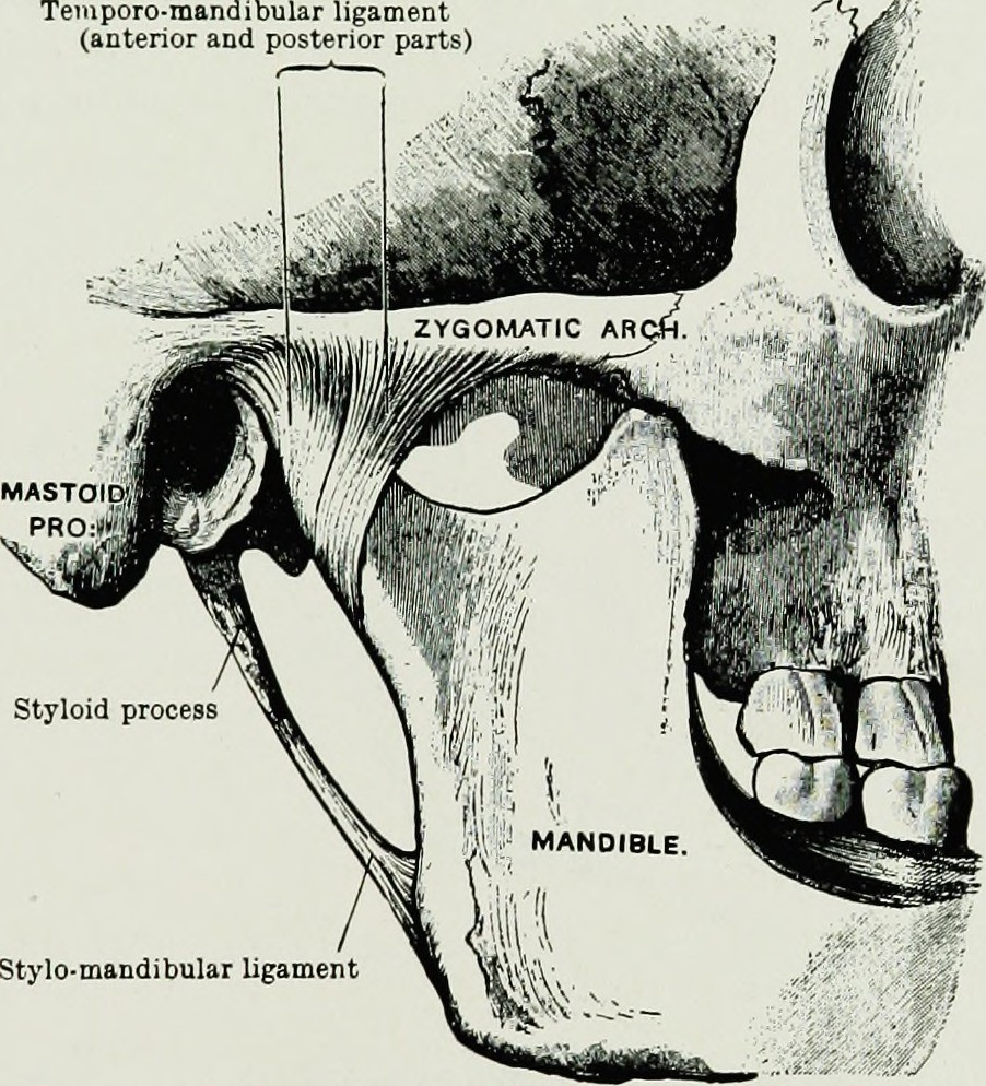 Temporomandibular Joint Procedures - Dr Susan Kok